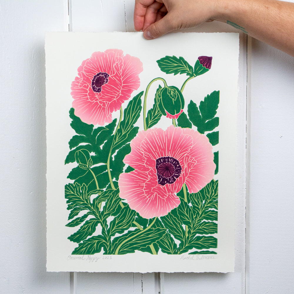 Oriental Poppy Drawing